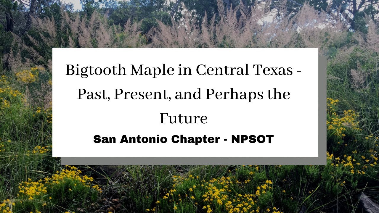 Bigtooth Maple in Central Texas - Past, Present and Perhaps the FUture