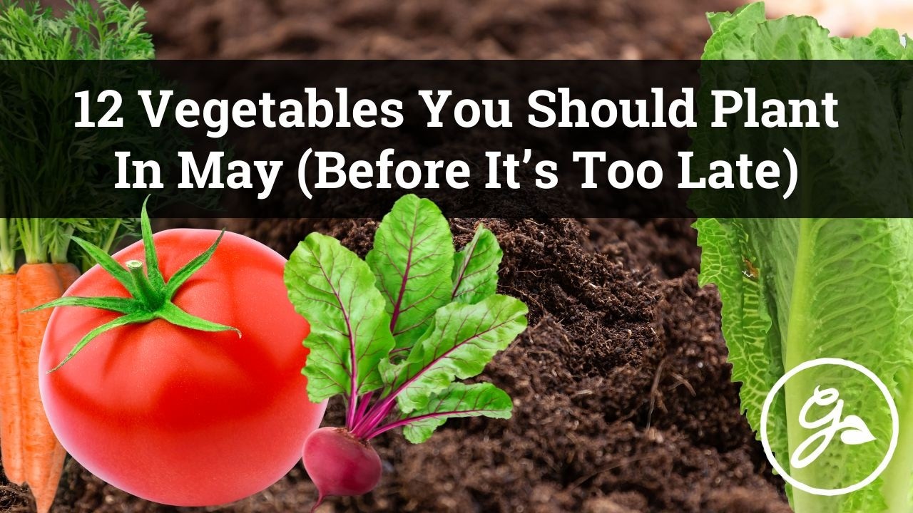 12 Fruits & Vegetables You Should Plant in May (Before It’s Too Late)