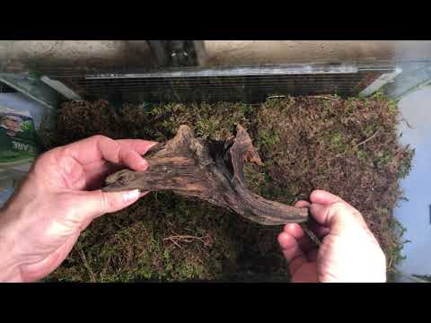 Pet Snail - How to Prepare Terrarium (Giant African snail habitat setup DIY with Sphagnum moss)