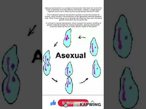 Why does asexual reproduction produce genetically identical offspring