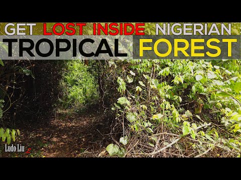 Trapped Inside NIGERIAN WILDLIFE - AFRICA 4k ultra hd immersive documentary - Ibadan NIGERIA 2021