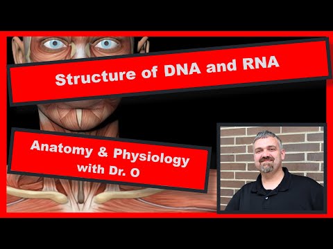 Structure of DNA and RNA: Anatomy and Physiology