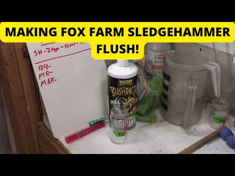 Making 4 gallons of Fox Farm Sledgehammer flush for 1st week flower!