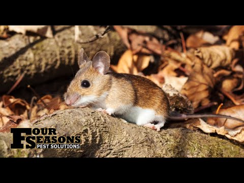 Deer Mice; Biology, Dangers, and Control