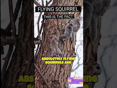 Flying Squirrel is really Flying? | #squirrel #fly #facts #funny
