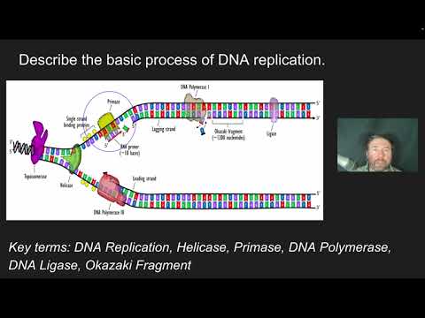 DNA Replication