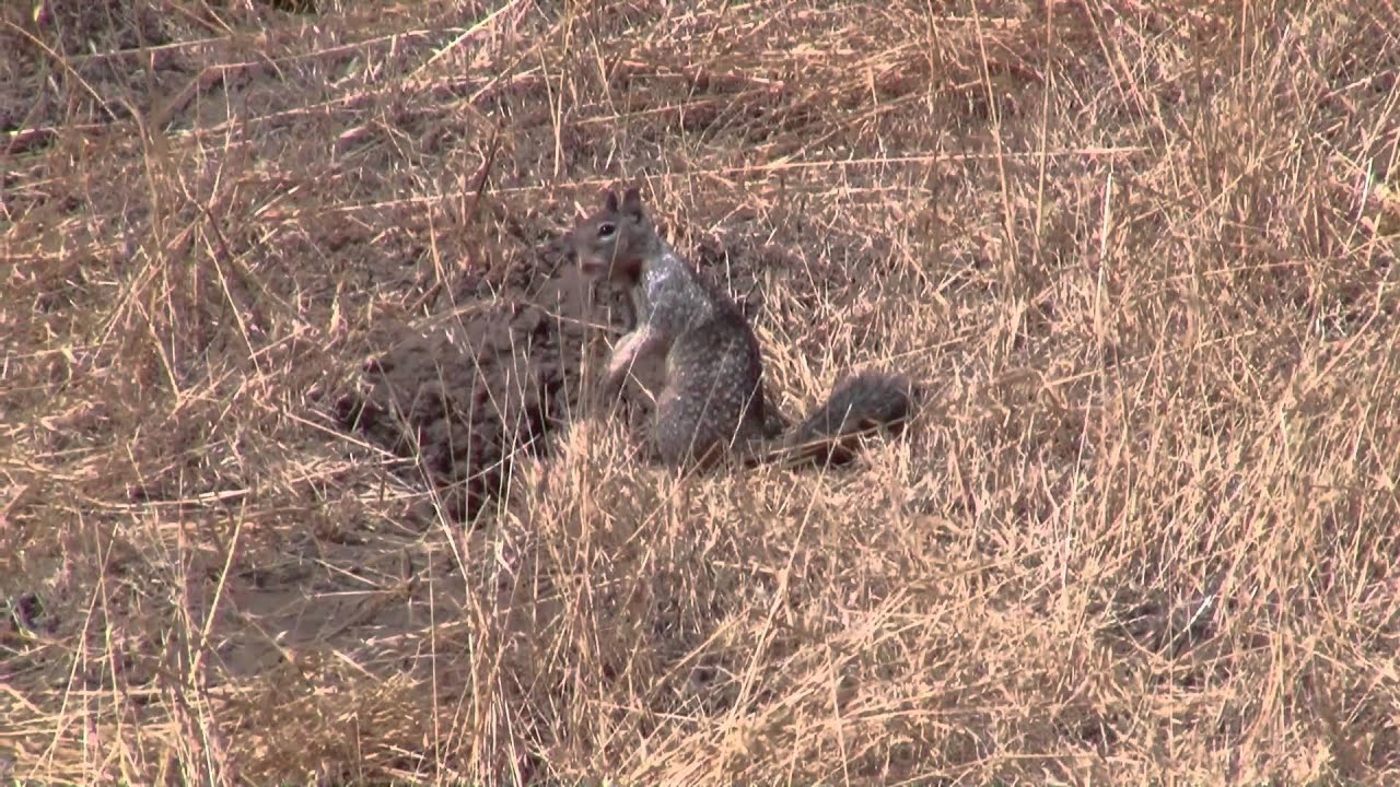 California Ground Squirrel Warning Call