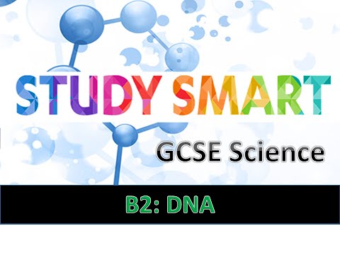 B2 DNA (EDEXCEL)