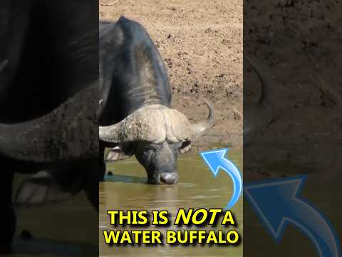 NOT a WATER BUFFALO 🐃 Animal Fact Files #facts #animals #buffalo