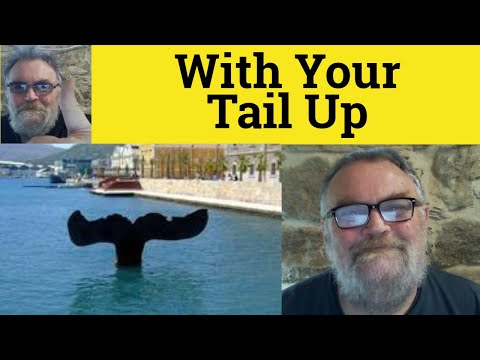 🔵 With Your Tail Up Meaning - Have Your Tail Up Definition - With Your Tail Up Examples - Tail Up