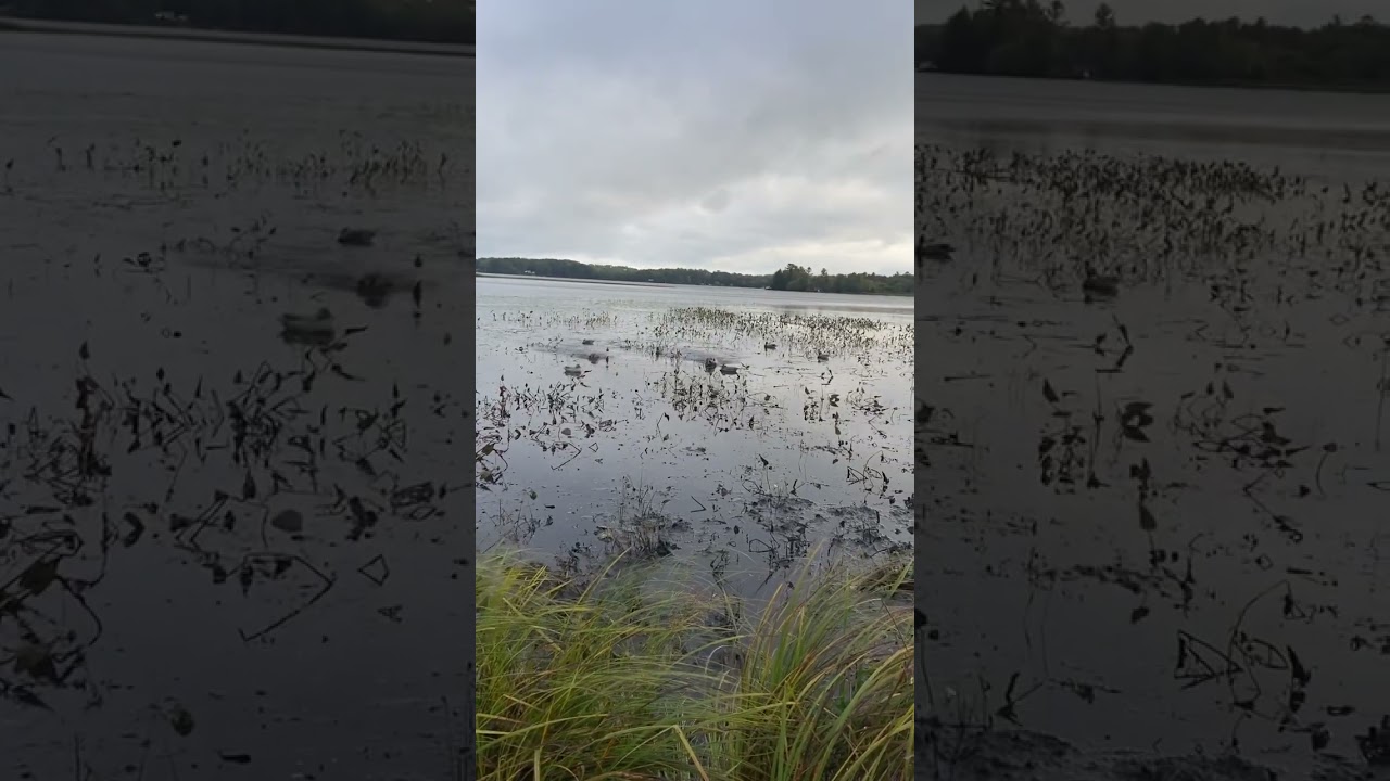 Pointing labs Daizee and Cooper