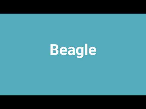 'Beagle' Meaning and Pronunciation