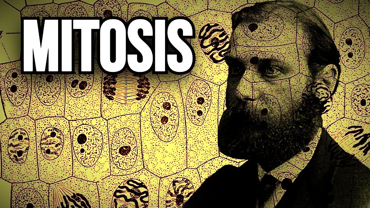 How Mitosis Was Discovered
