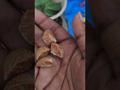 Crane betel nuts will come from this fruit🍑 #crane #mouthfreshner #goavlog #fruit
