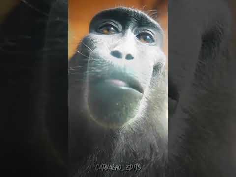 Monkey rizz