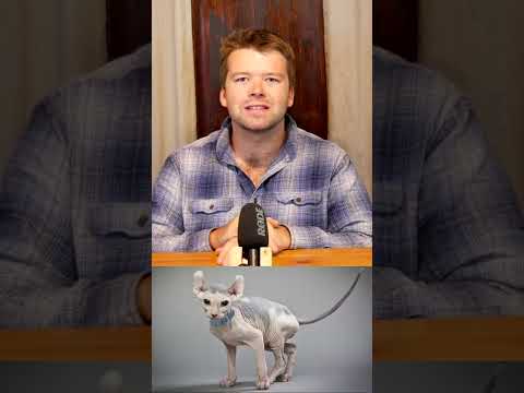 What's the difference between a Possum and an Opossum?
