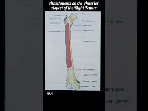 Attachments of femur bone #bone #anatomy #femur