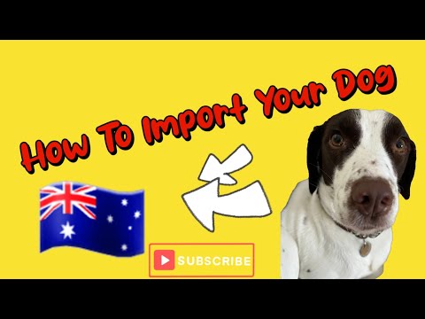 How to Import Your Dog to Australia: Step-by-Step Guide for Pet Owners