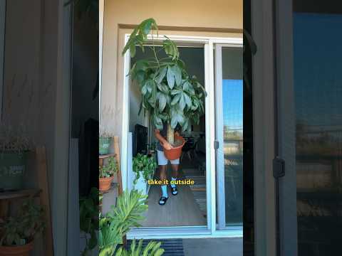 Quick & Easy Money Tree Care Tips #plantcare