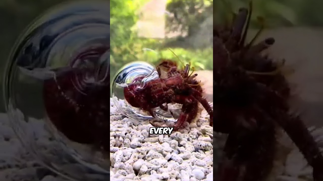 Crab Loves See-Through Water Shell (@manmanjellyfish) #shorts