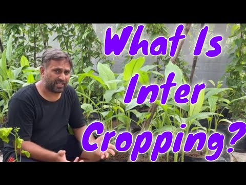 What is InterCropping? // Sowing Multiple Crop & Advantages // Okra ,CowPea & Bean with Turmeric