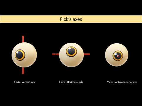 EXTRAOCULAR MUSCLES | IN ENGLISH | Actions of EOM