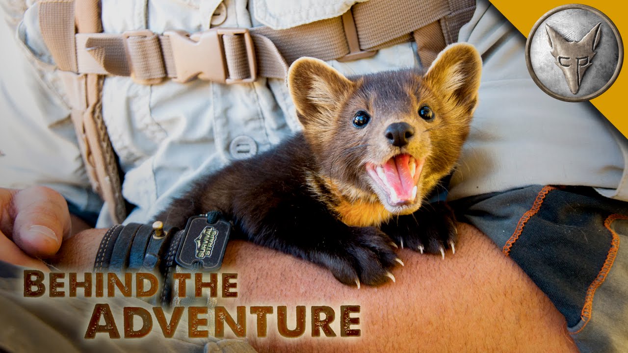 The Ever-Adorable Pine Marten