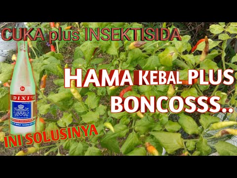 Cara mencampur insektisida dengan cuka untuk mengatasi hama keriting pada daun tanaman cabe