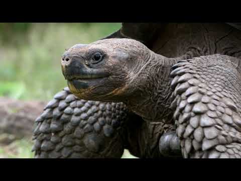 What eats the Galapagos tortoise? How many babies do Galapagos Tortoises have?Galapagos Tortoise