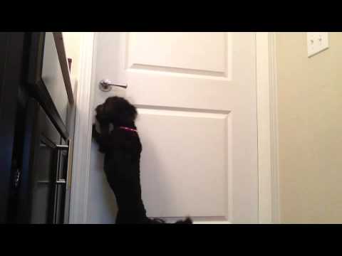 My dog knows how to open doors.