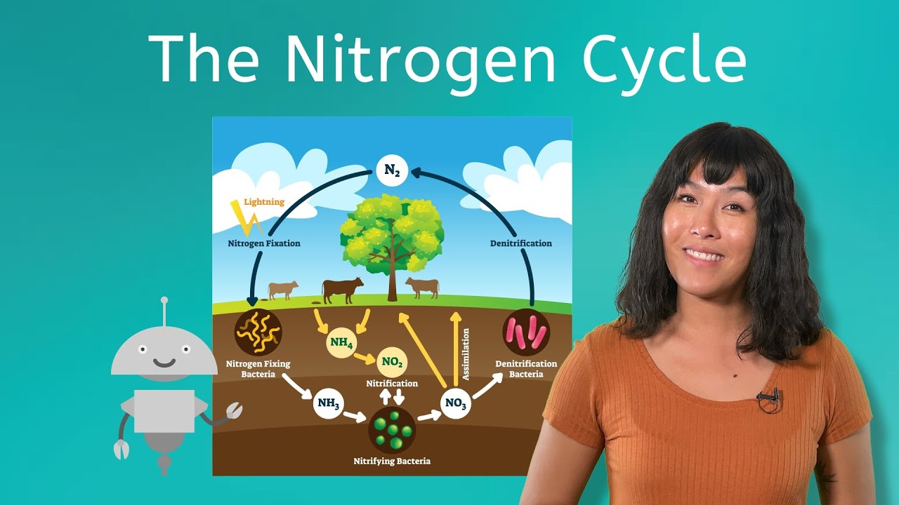 The Nitrogen Cycle - What Is It, and How Do Humans Impact It?