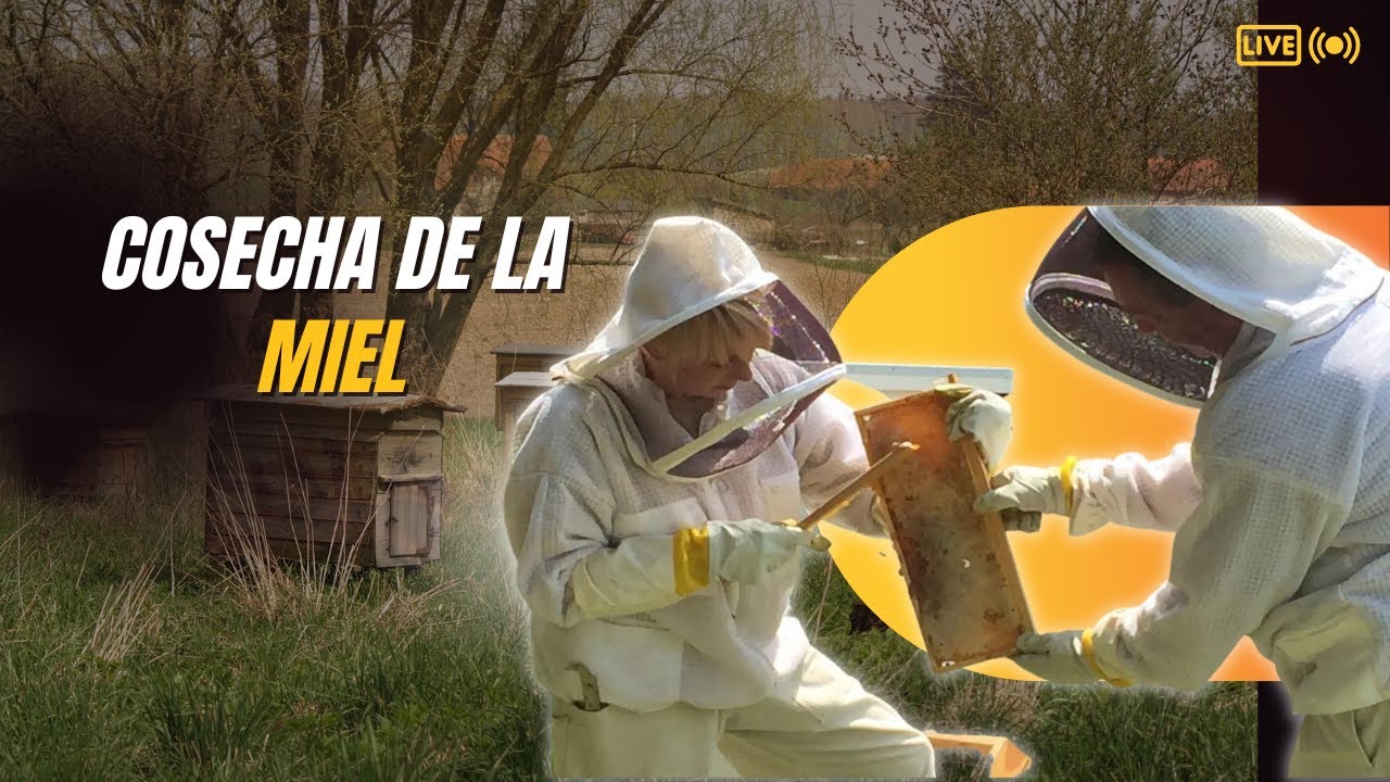 Cómo cosechar miel - Consejos prácticos para la recolección de la miel de tus colmenas 🐝🍯