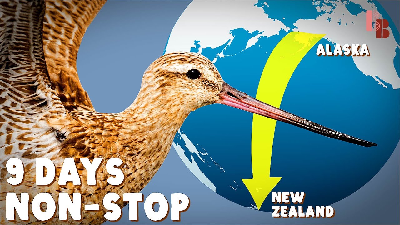 The World's Longest Non-Stop Flight