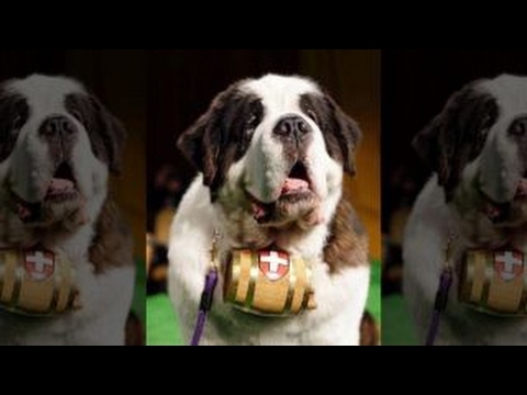 Man's best friend may help people live longer