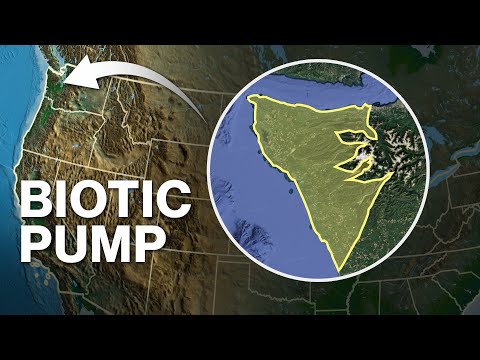 Rainforests Release Vast Amounts of Water Vapor into the Sky (Biotic ...