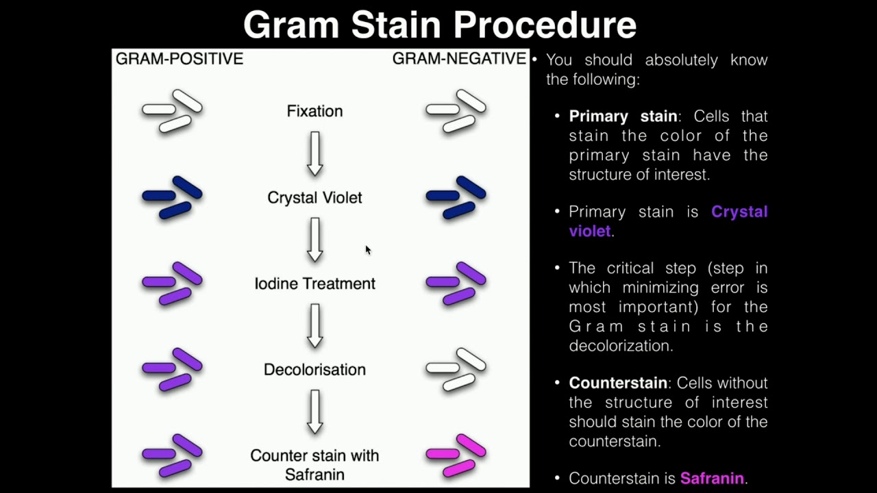Lab Exercise 3: Heat Fixing and Gram Staining