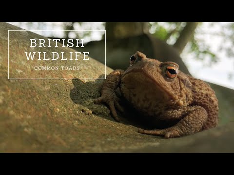 Common Toads | The Complete Guide
