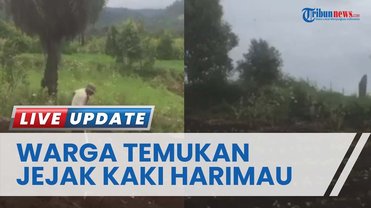 Jejak Kaki dan Auman Harimau Terror Warga Koto Tinggi, 4 Anjing ...