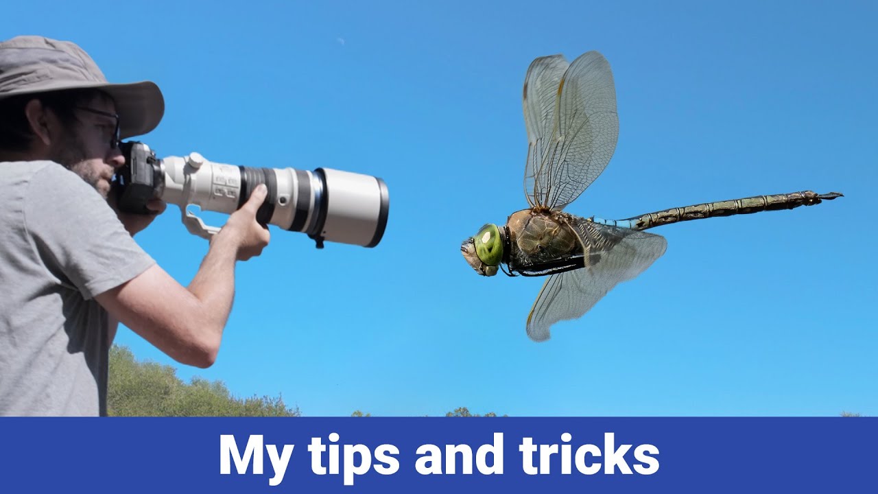 How to Photograph Dragonflies in Flight