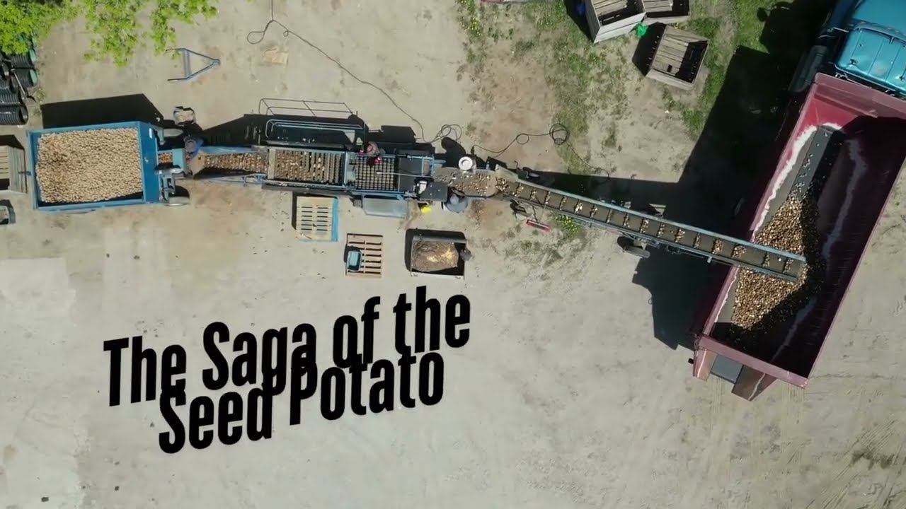 Seed Potato Cutting Line 2026