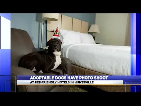 Shelter dogs tour four pet-friendly Huntsville hotels
