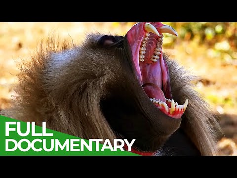 Wildlife - Just Monkeys | Free Documentary Nature
