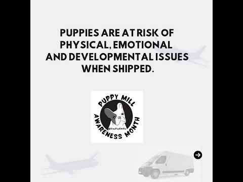 Words Used to Describe Shipping A Puppy