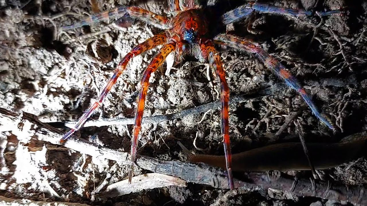 Huge Dark Fishing Spider