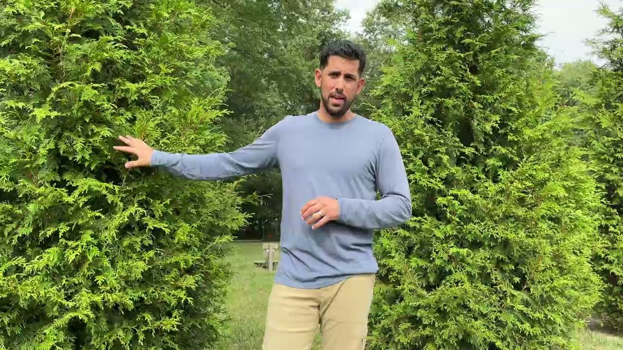 Green Giant Thuja Arbovide Privacy Hedge UPDATE #4