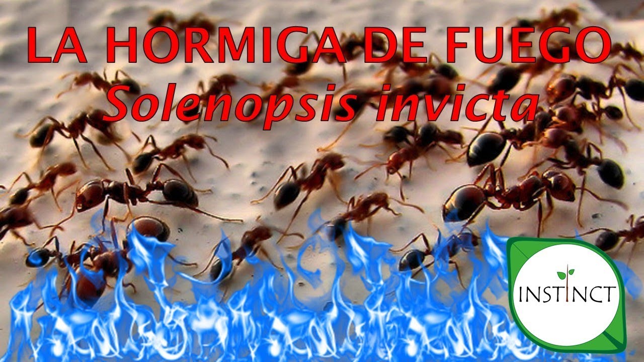 LA HORMIGA DE FUEGO Solenopsis invicta