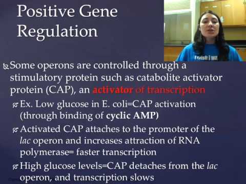 Genetics II Ch 18 Regulation of Gene Expression Podcast