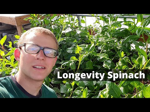 Longevity spinach in aquaponics (growing Gynura Procumbens in an aquaponic system)