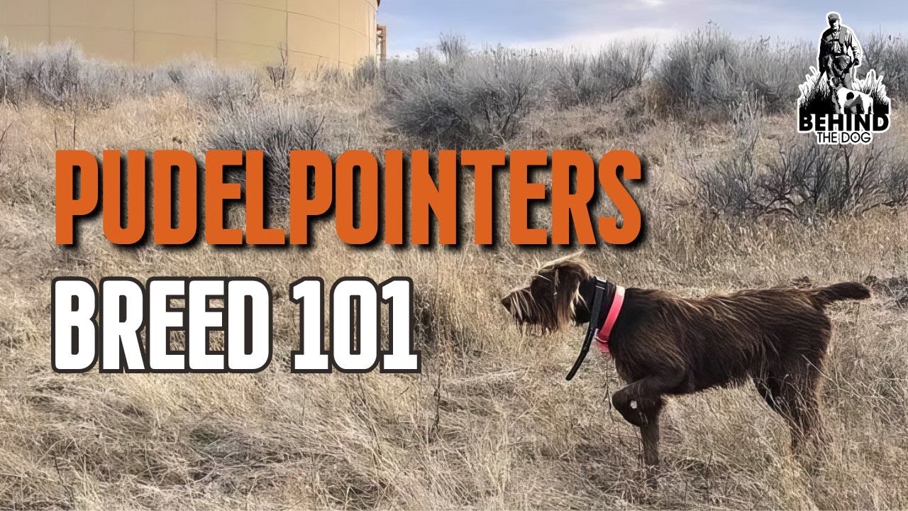 Pudelpointers Dog Breed Information and Characteristics with Bob Farris