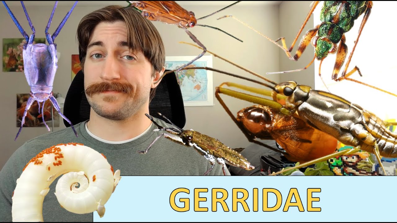 Gerridae: Water Striders - Family Spotlight